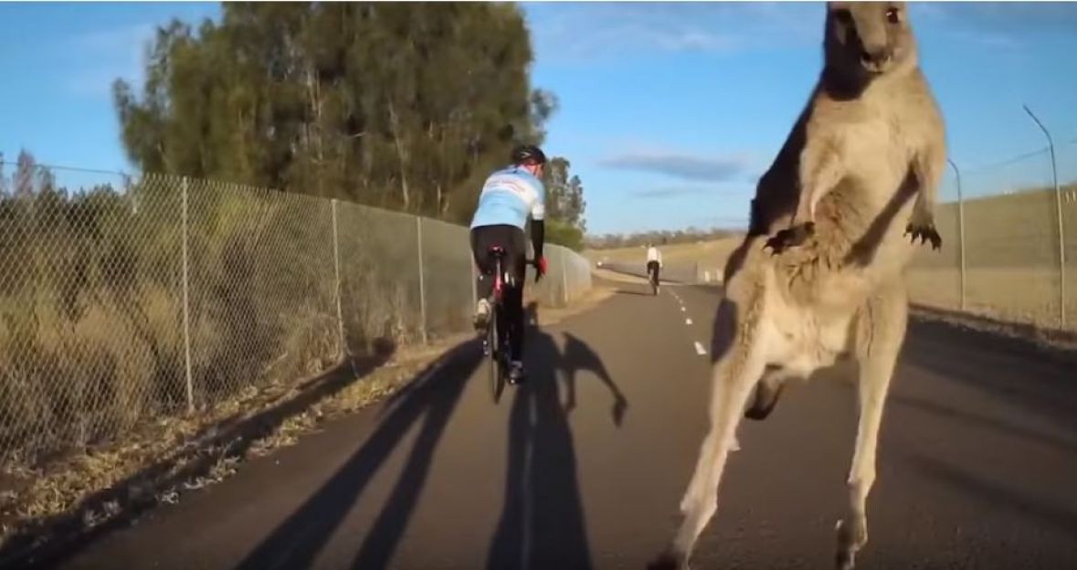 Australija /Kenguri su poznati kao prgave životinje: Ne vole ni ...
