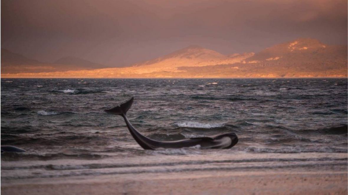 Novi Zeland /145 nasukanih kitova na plaži: "Nikad neću zaboraviti ...