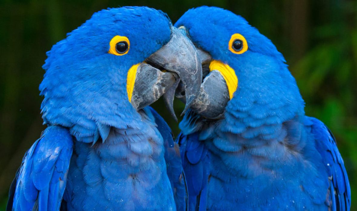 Tuga /Surova realnost: Ovo su životinje koje su 2018. sasvim izumrle ...