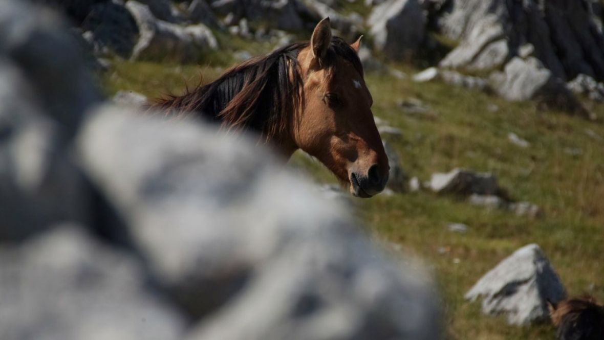 Inicijativa /Osnovati Oazu bosanskog brdskog konja / Radio Sarajevo
