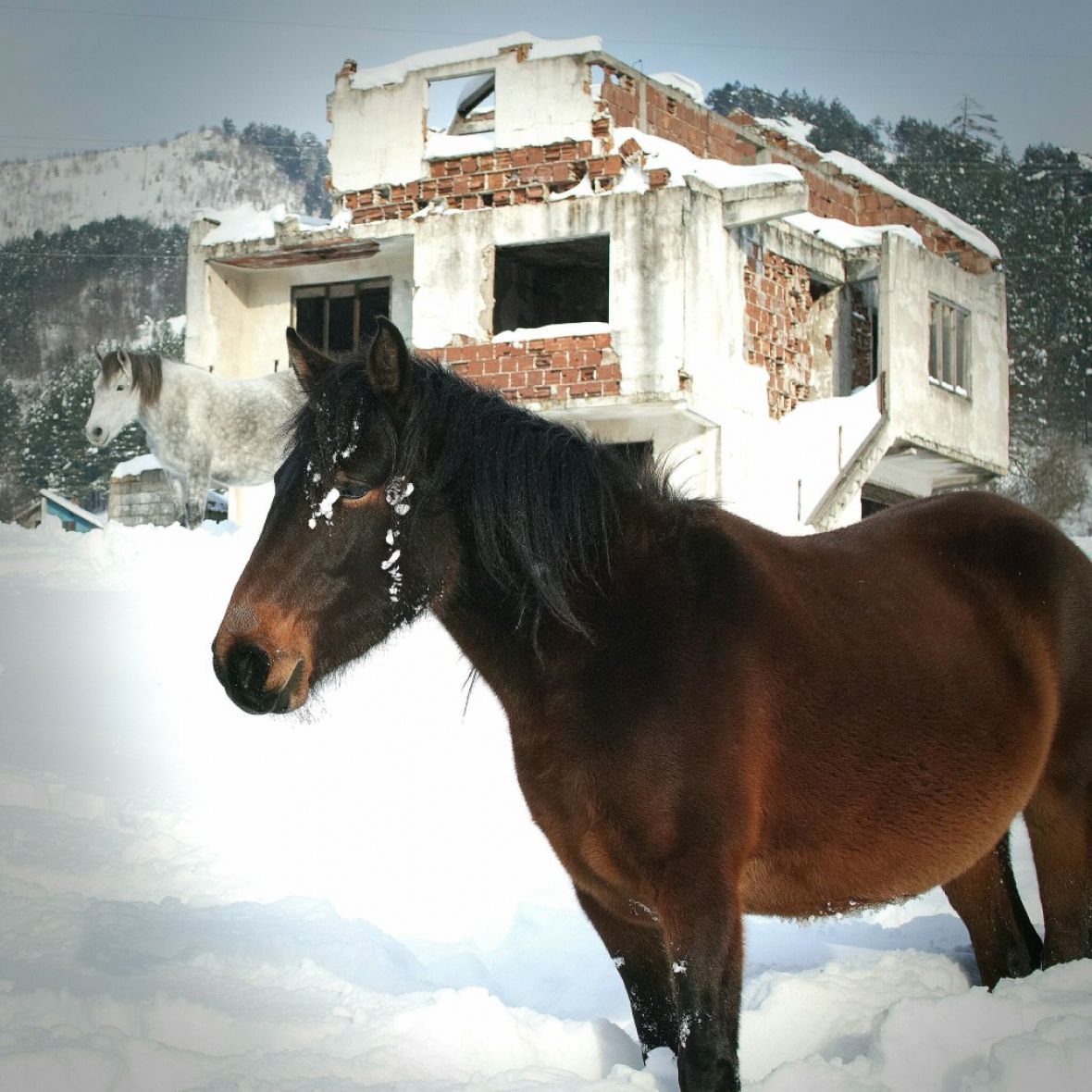 Inicijativa /Osnovati Oazu bosanskog brdskog konja / Radio Sarajevo