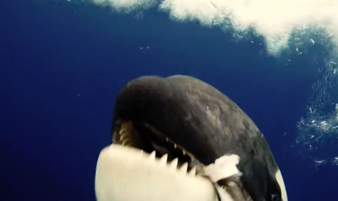 Antarktik /Kit ubica prišao naučnici i učinio nešto vrlo neobično ...