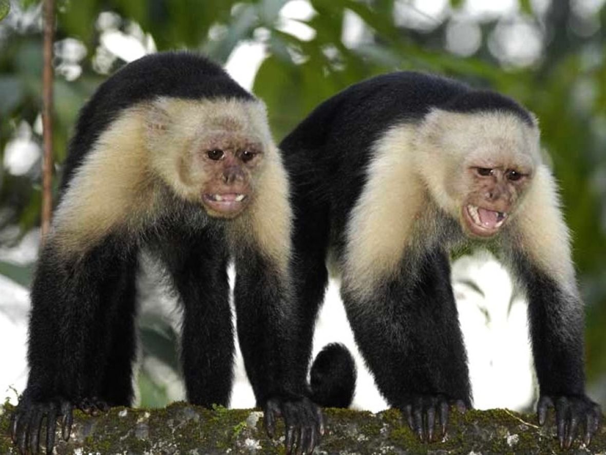 Studija /Naučnici naučili majmune da koriste "novac" - dogodile se ...