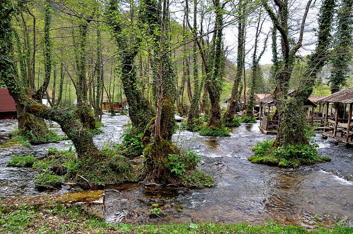BiH /Prvi korak u procesu nominacije prašume Janj na UNESCO-ovu listu ...