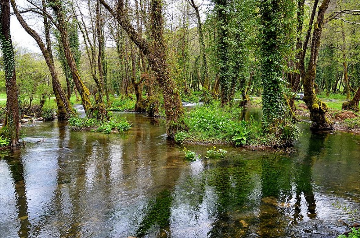 BiH /Prvi korak u procesu nominacije prašume Janj na UNESCO-ovu listu ...