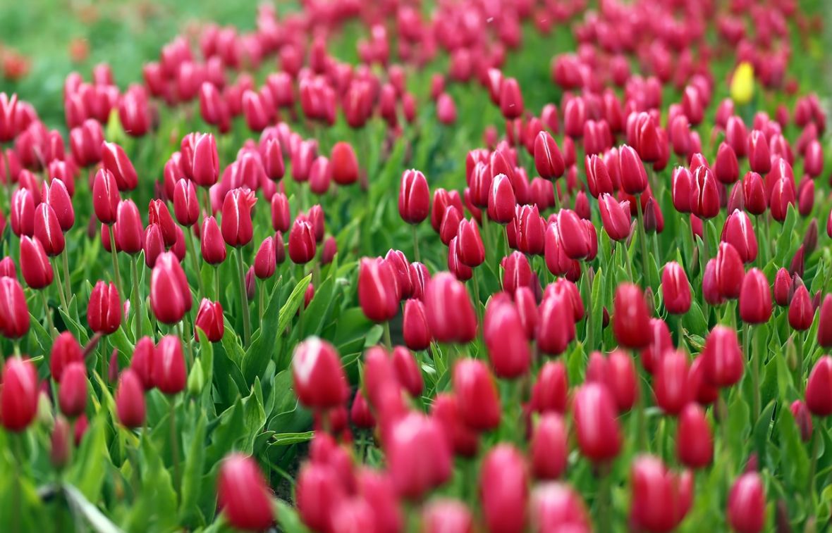 Pedeset miliona tulipana na jednom mjestu - ćilim na kojem se vidi ...