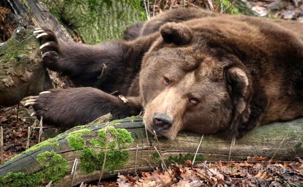 Katastrofa u BiH: Lešinari iščezli, izumiru orlovi, ugroženi ris ...