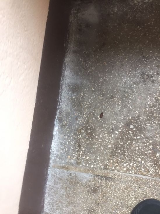 Građani Ogorčeni I U Strahu Žohara Sve Više U Centru Sarajeva Radio Sarajevo