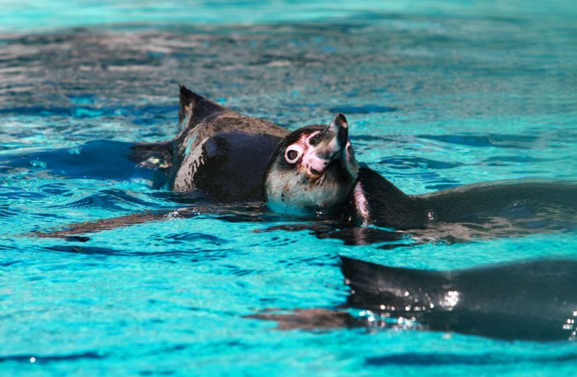 Beograd /Pingvini se nakon 40 godina vratili kod komšija: Neki došli iz ...