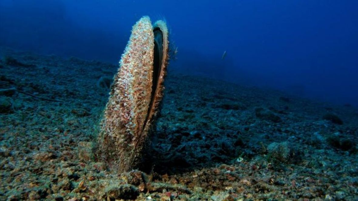 More /Masovni pomor školjki: Iz Jadrana nestaju periske / Radio Sarajevo