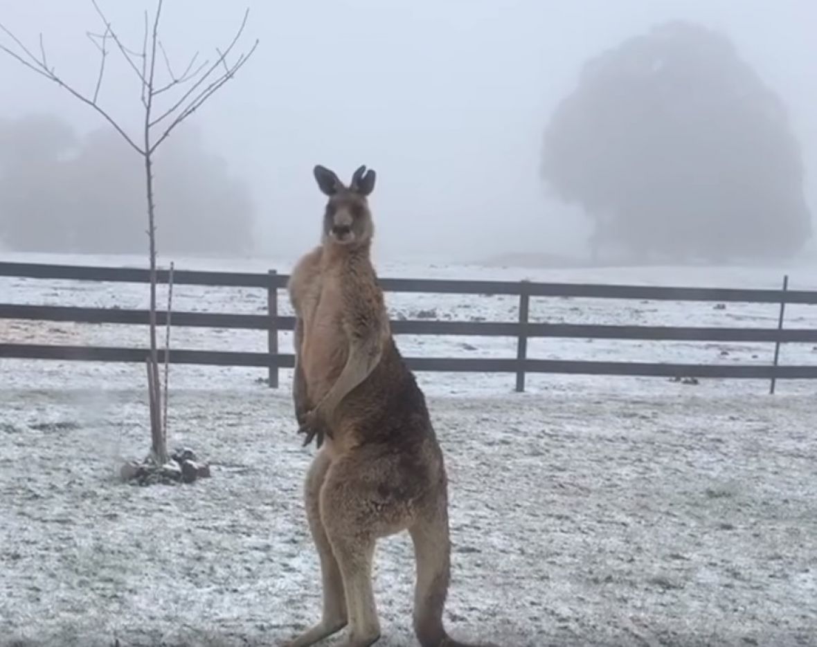 Australija /Nevjerovatno: Pogledajte kako kengur drhti od zime / Radio ...