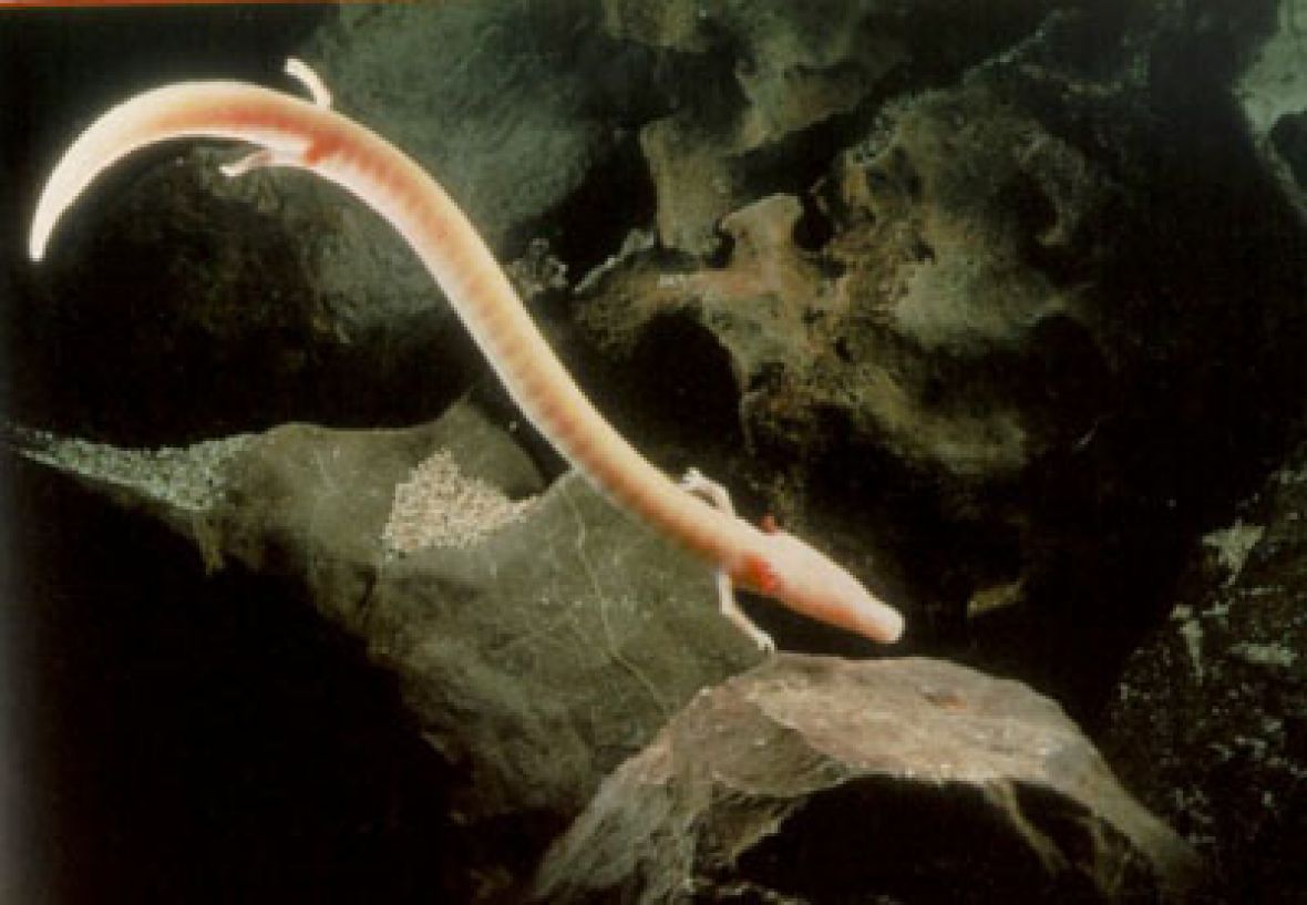 Kod Trebinja /Mađarski naučnici istražuju hercegovačku čovječju ribicu ...