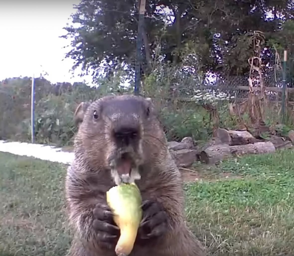 Video /Upoznajte mrmota Chunka: On je najslađi lopov ikad / Radio Sarajevo