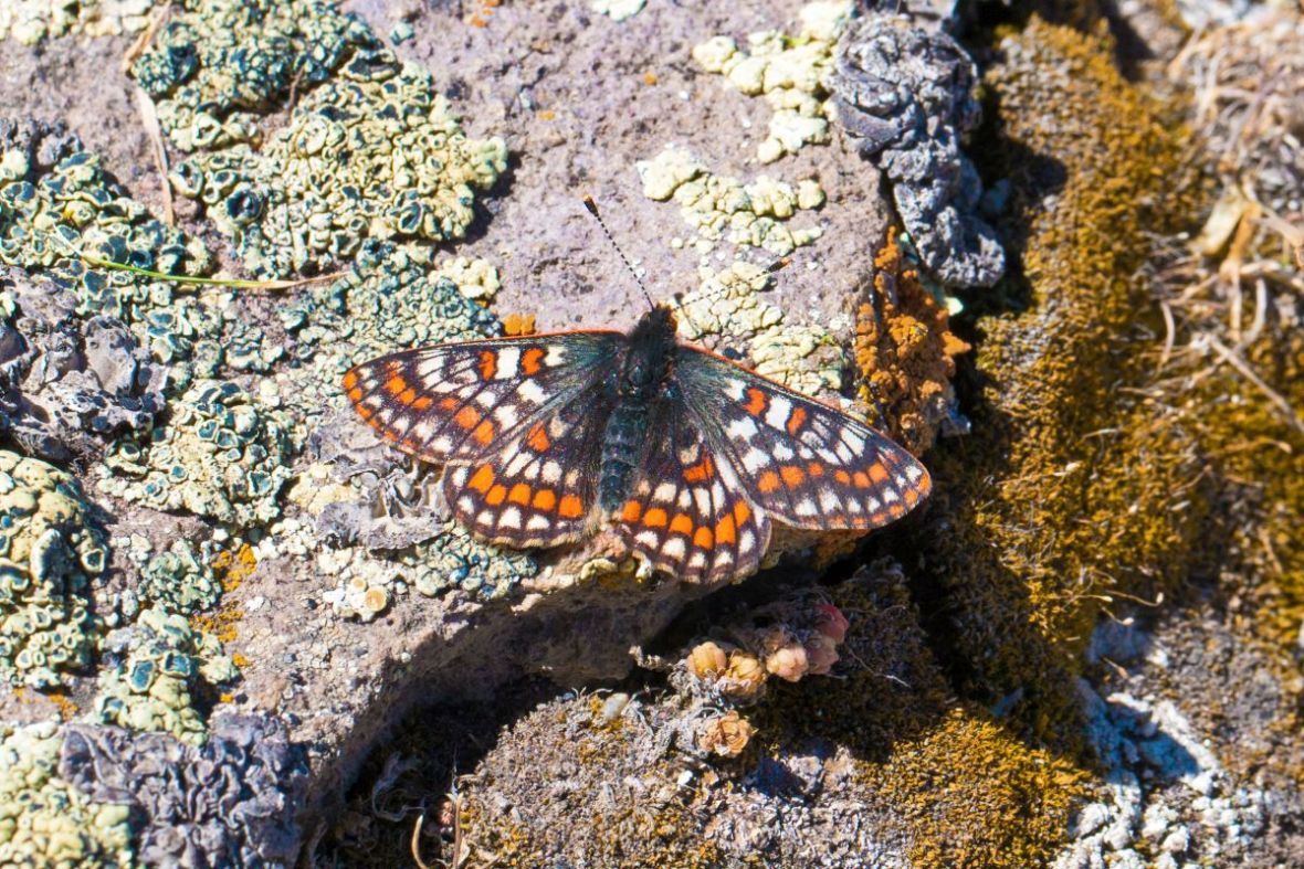 Agra /Pronađena drevna i misteriozna vrsta leptira još iz ledenog doba ...