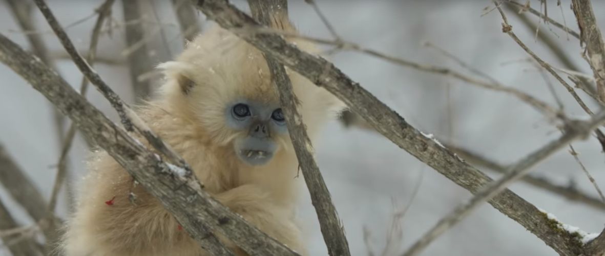 Predivno /Nakon 50 godina Attenborough uspio snimiti rijetke majmune ...