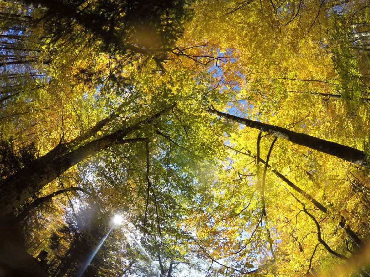 Fotogalerija /Tek u jesen otkriju se boje krošanja: Živopisna priroda ...