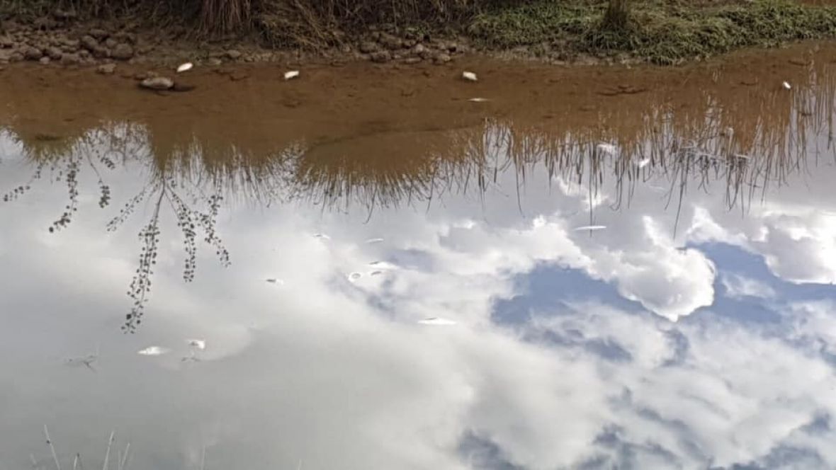 Grozan prizor: Pomor ribe na ušću Sušice u Neretvu - Radiosarajevo.ba