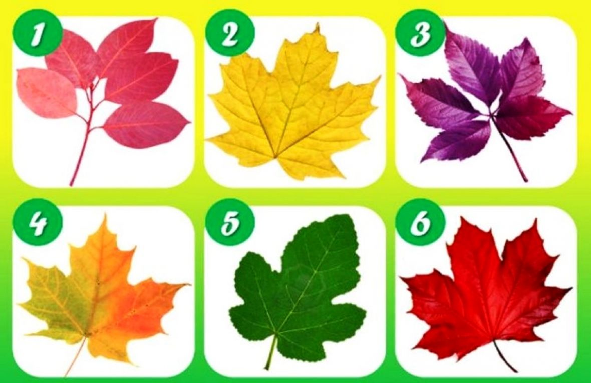 Test ličnosti /Koji list vam se najviše dopada? Odgovor otkriva kakva ...