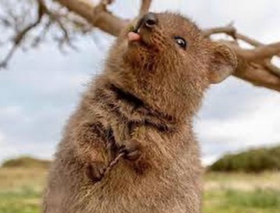 Postala je senzacija na internetu: Ovo je najslađa i najsretnija ...