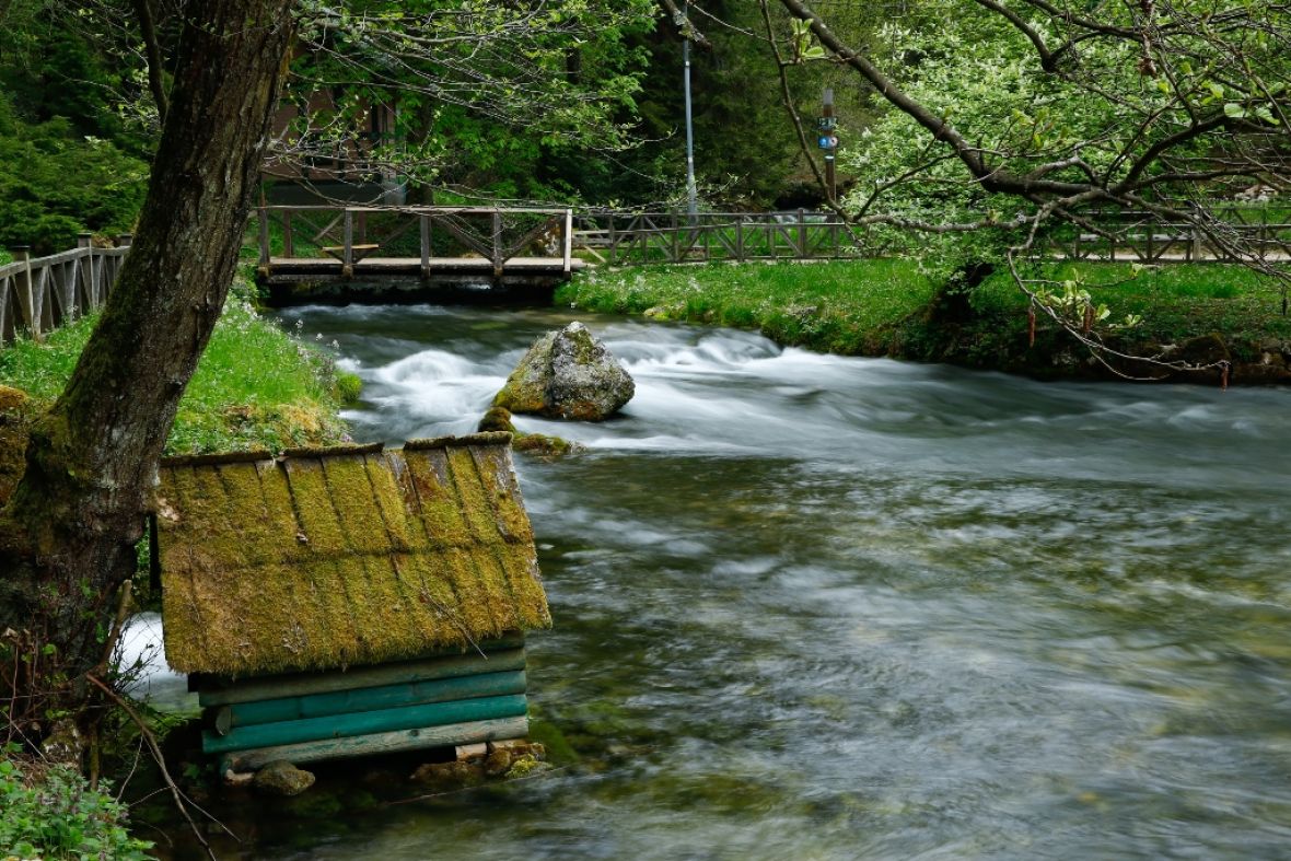 Park prirode /Vrelo Bosne u doba pandemije: Labudovi uživaju u bistroj ...