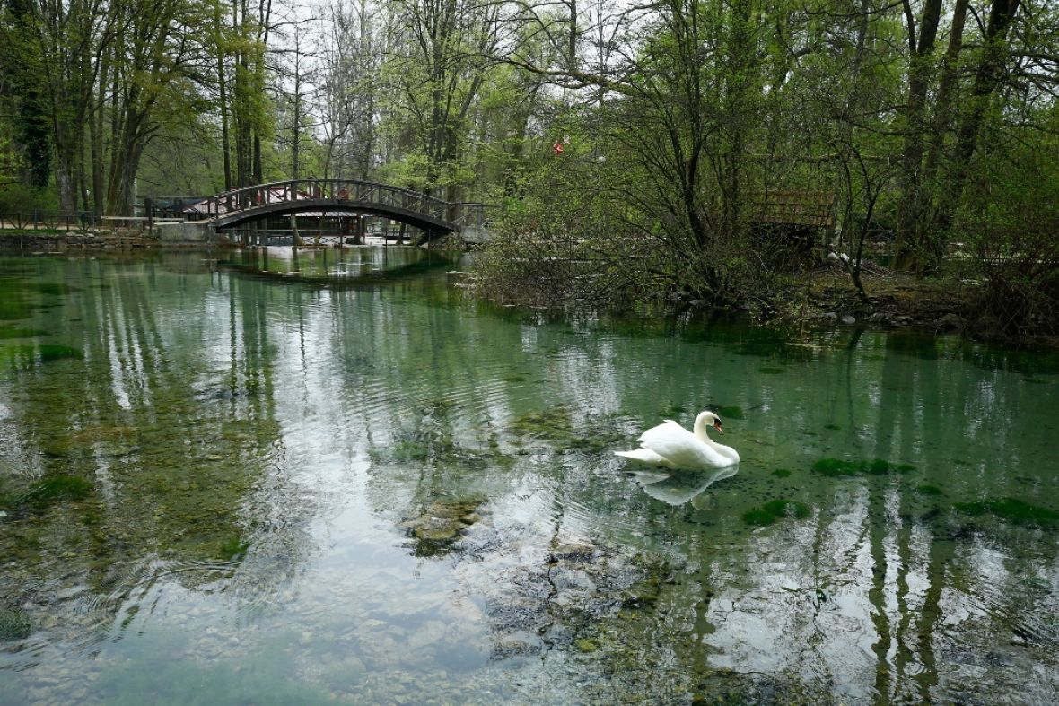 Park prirode /Vrelo Bosne u doba pandemije: Labudovi uživaju u bistroj ...