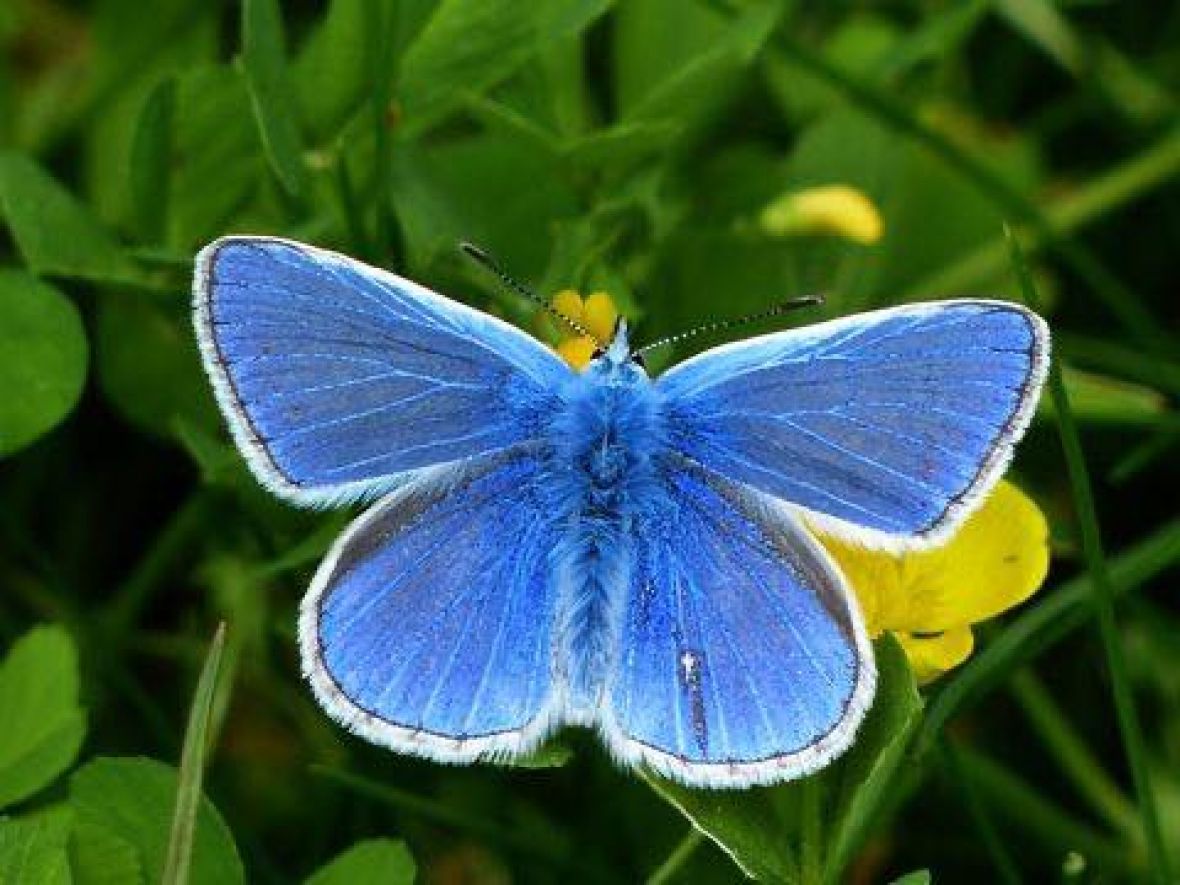 Dragan Bursać: Znate li strašnu priču o plavom leptiru / Radio Sarajevo