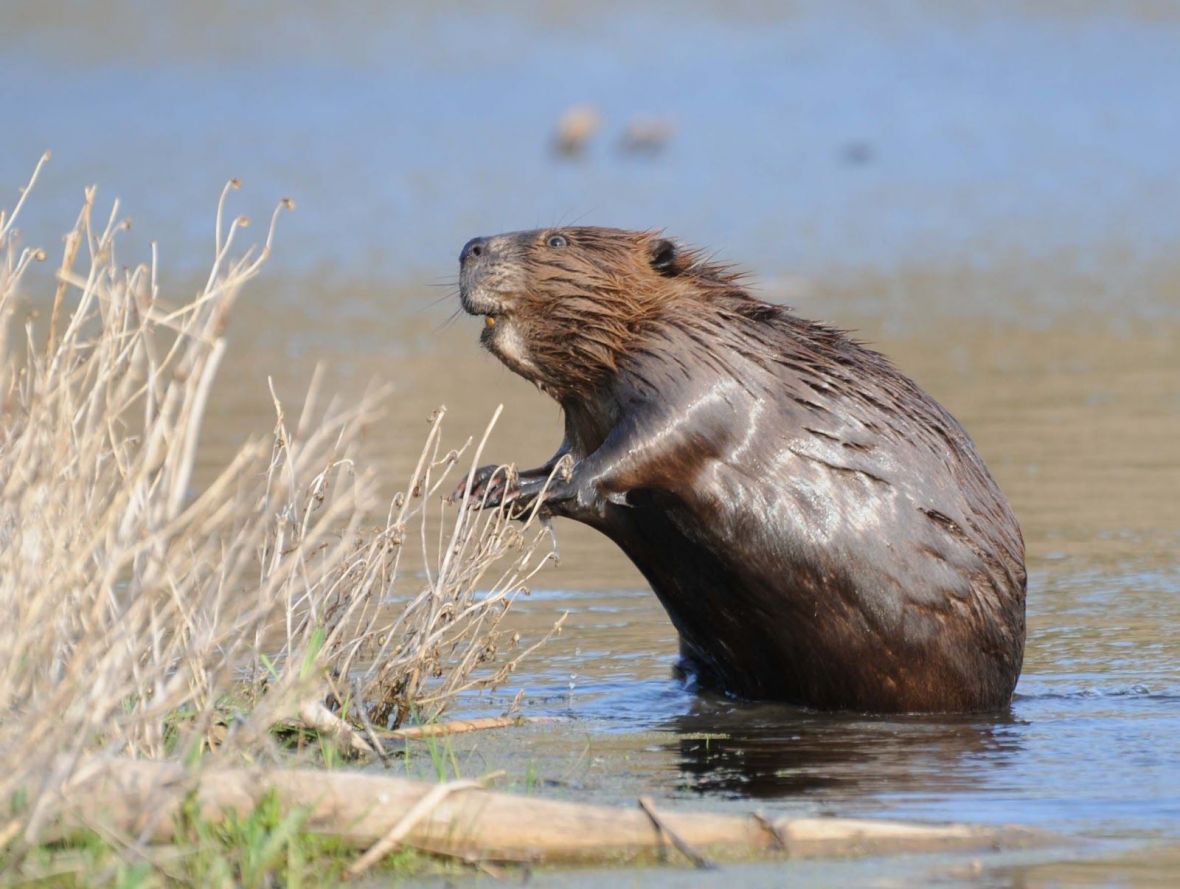 Krajina /Izletnici na bh. rijeci u strahu od dabrova: Bio je zaista ...