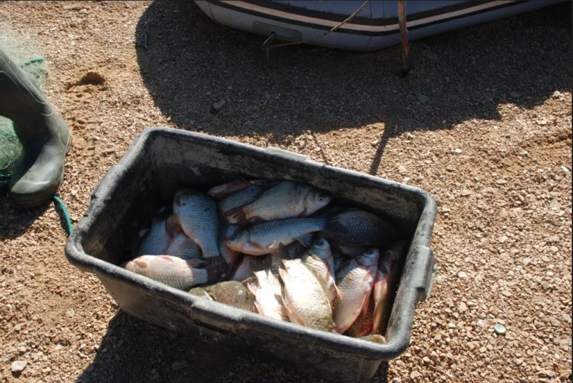 BiH /Istraživači ih nisu zatekli: Gdje su nestale endemske vrste riba u ...