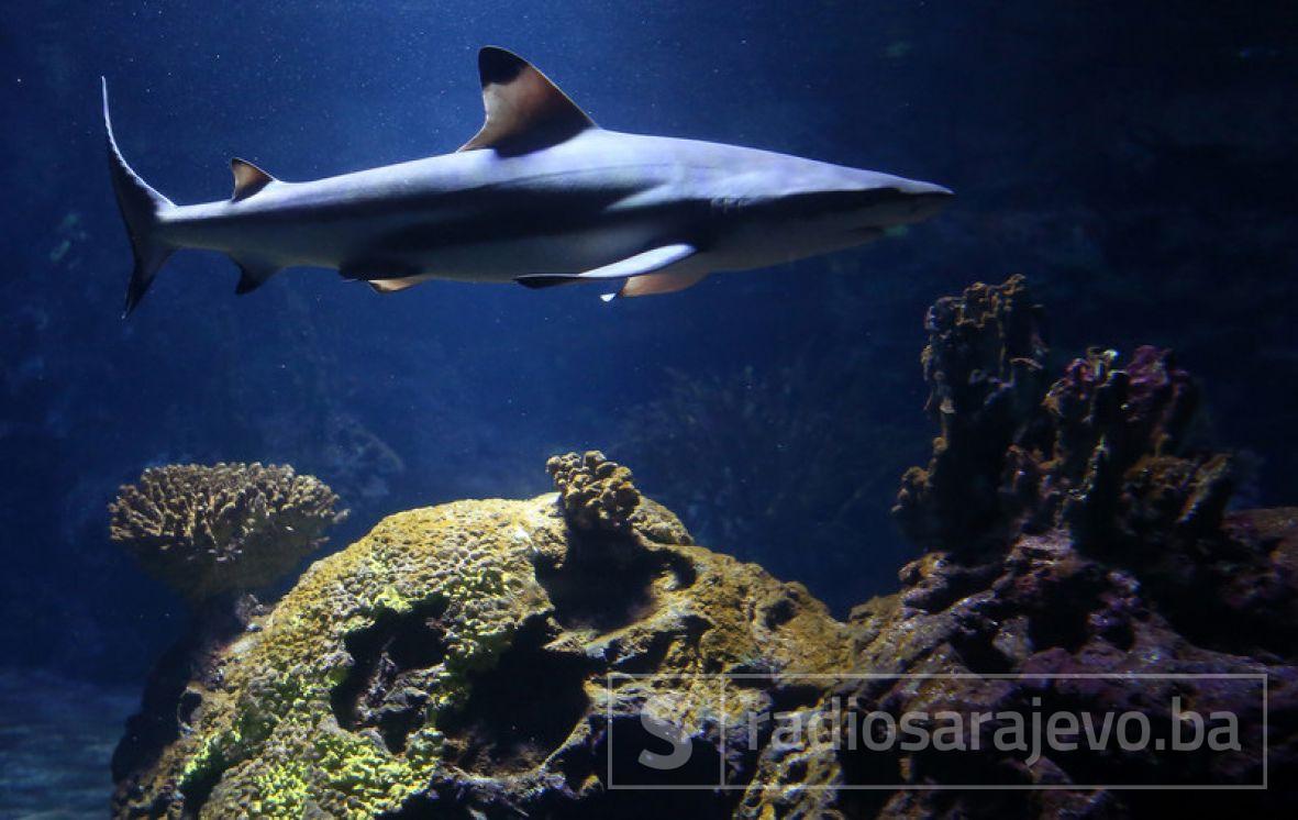 Morski psi su mnogo starija vrsta nego što se mislilo - Radiosarajevo.ba