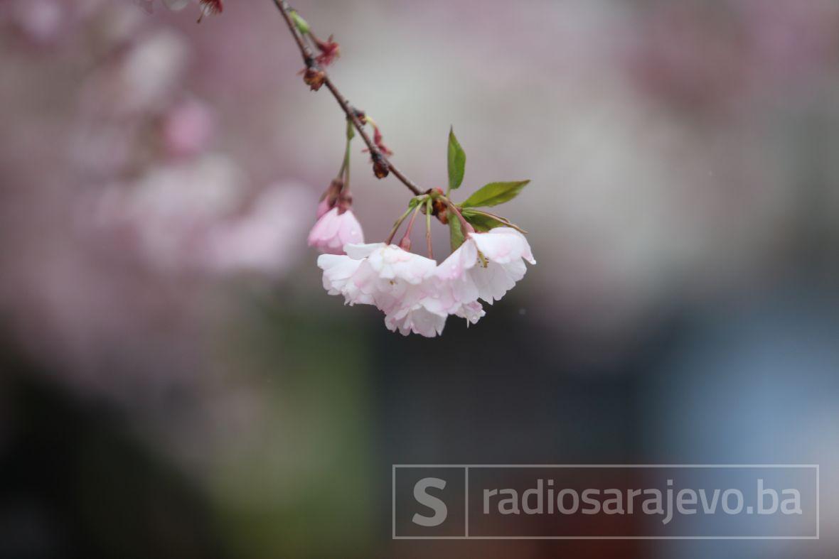 Prekrasni prizori iz Sarajeva: Behar "prkosi" niskim temperaturama ...