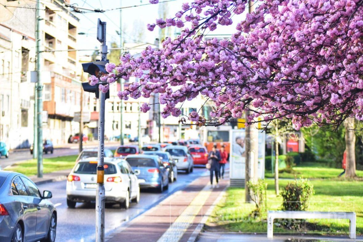 "Da nismo imali zime - proljeće ne bi prijalo": Pogledajte raskošni ...